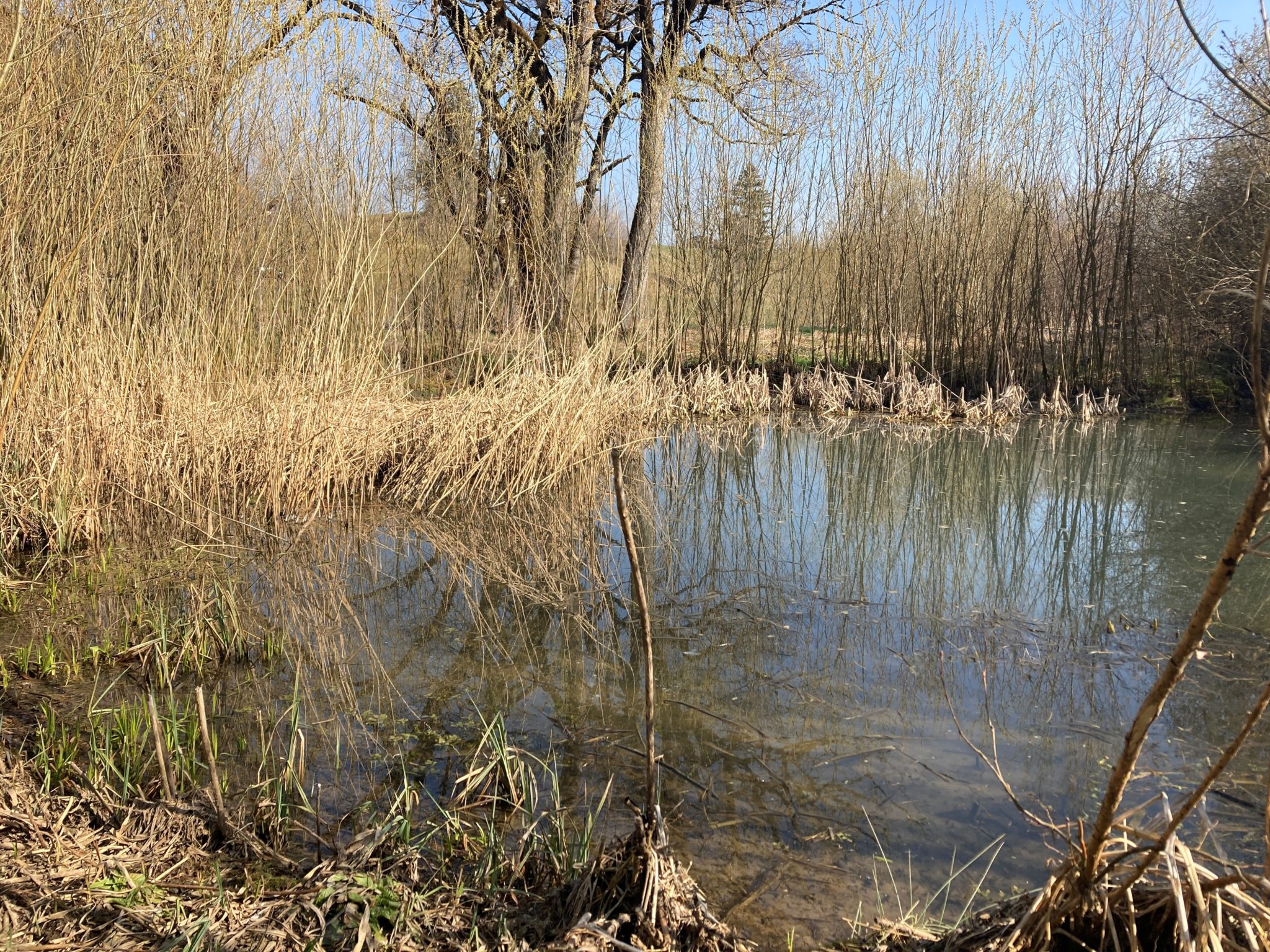 APSSA » APSSA-INFO – Numéro 41 – Août 2022 – Entretien d’un étang à ...